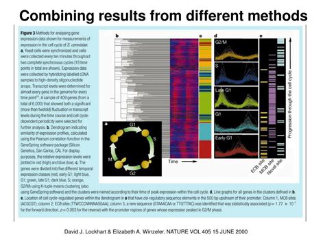 ppt microarray data analysis powerpoint presentation free download