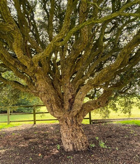 Colchester Campus Tree Walk — Urban Tree Festival