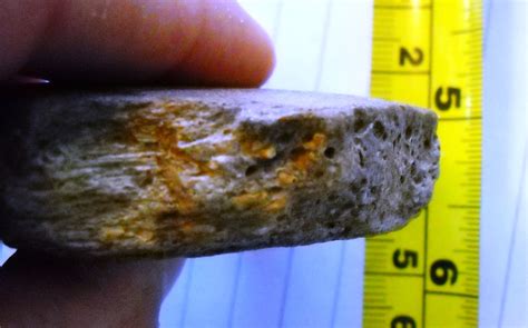 Turtle Questions Fossil ID The Fossil Forum