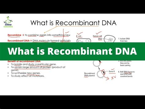 Recombinant Dna Examples