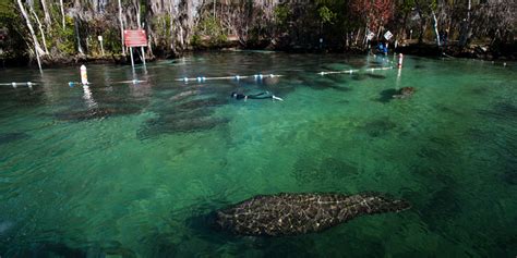 Wild Manatee Sex Rituals Spark Issues For Florida Police If You See This No You Didnt Mr