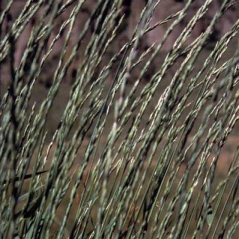 Budburst Western Wheatgrass
