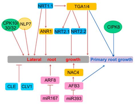 Molecular Regulation Of Nitrate Responses In Plants