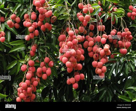 Litchi Fruit Tree Care At Terry Greene Blog