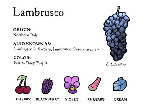 Грозде Ламбруско | Lambrusco — Decanter