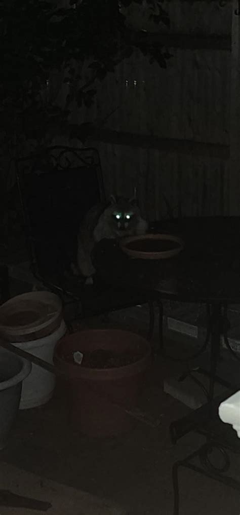 Racoon R Oddlyterrifying