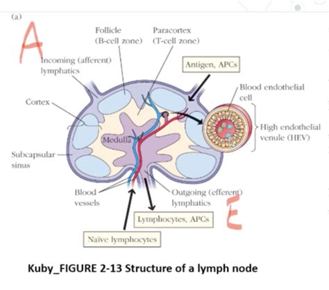 Immunology Lecture 14 Secondary Lymphoid Tissues Flashcards Quizlet