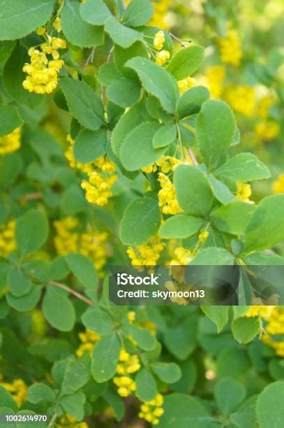 Berberis 코리아나 또는 노란색 꽃과 함께 한국 매 발톱 나무 녹색 식물 0명에 대한 스톡 사진 및 기타 이미지 0명 계절 관목 Istock