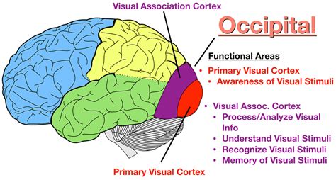 Lobes Of The Brain Cerebral Cortex Anatomy Function Labeled Diagram — Ezmed Visual Cortex