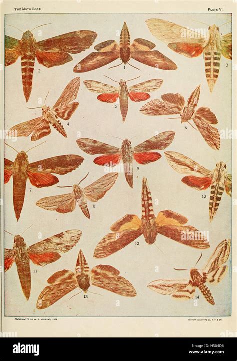 A Comprehensive Guide To The Identification And Classification Of Moth