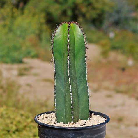 Shop Mexican Fence Post Cactus Care And Buyers Guide Pachycereus Marginatus Planet Desert