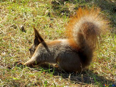 Білка копає землю безкоштовна картинка - № 35695