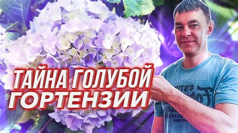 БЫЛА РОЗОВОЙ СТАЛА ГОЛУБОЙ / ТРИ СПОСОБА ВЫРАСТИТЬ ГОЛУБУЮ ГОРТЕНЗИЮ ...