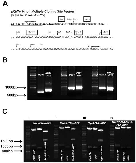 The Construction Of 2a Polycistronic Expression Cassettes A All 2a Download Scientific