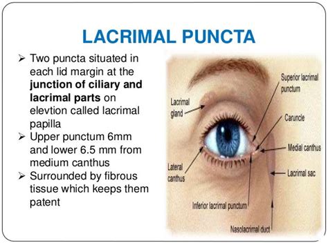 Anatomy Of The Lacrimal Apparatus Sivateja