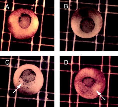 Mutants Lacking The Cooh Terminus Of αn Catenin Result In Severe