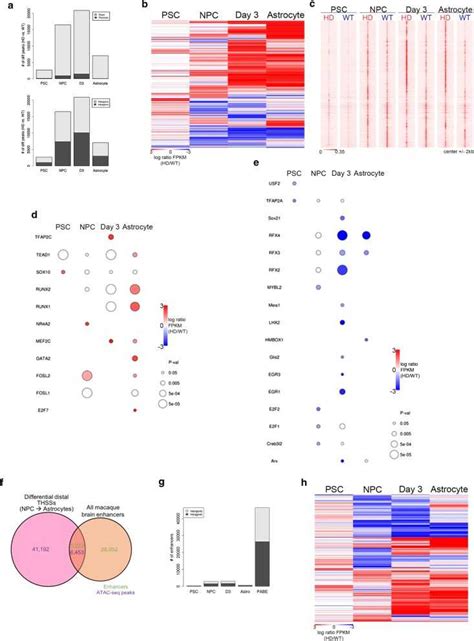 Non Human Primate ATAC Seq Lifeasible