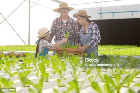 수경 온실 농장에서 일하는 행복한 농부 가족 깨끗한 음식과 건강한 식습관 가족에 대한 스톡 사진 및 기타 이미지 가족 건강한 식생활 고급 Istock
