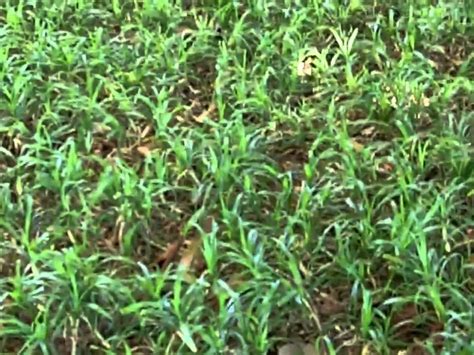 Durban Grass Barmac Pty Ltd