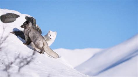 Kina Et Yuk Des Renards Polaires Face Au Réchauffement Climatique C