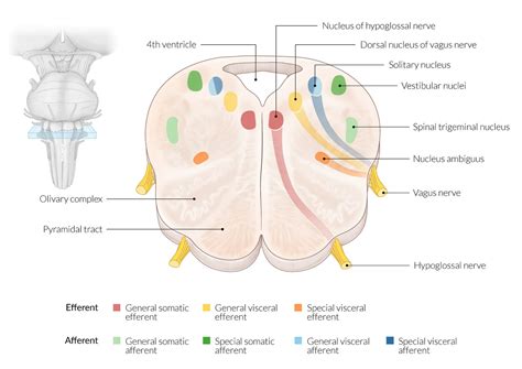 Brainstem Nuclei