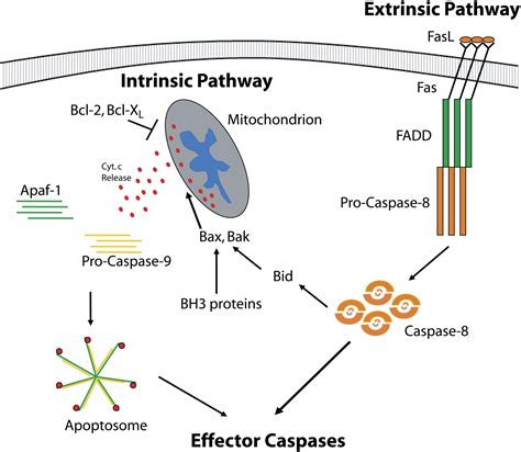 The Apoptosome Physiological Developmental And Pathological Modes Of Regulation