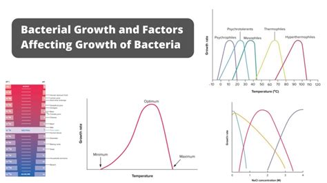 Streptococcus Pyogenes Morphology Pathogenesis Treatment Biology Notes Online