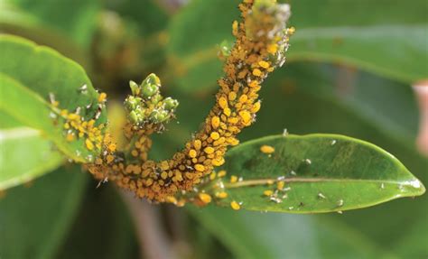 Para Qué Sirven Los Insecticidas Sistémicos Y De Contacto Blog