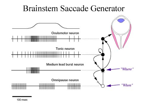 Eye Movements