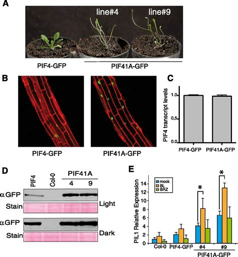 Br Dependent Phosphorylation Modulates Pif4 Transcriptional Activity And Shapes Diurnal