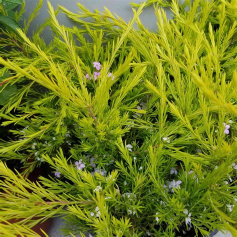 Where The Plants In Your Garden Really Come From Minimalist Gardener