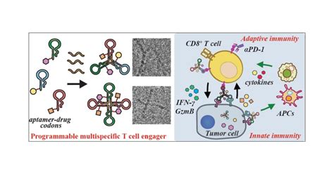 Programmable Circular Multispecific Aptamer Drug Engager To Broadly
