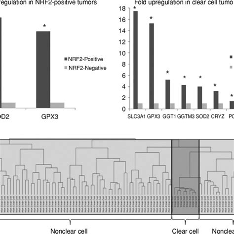 Upregulation Of Nrf Target Genes In Nrf Positive Tumors And Clear Download Scientific Diagram
