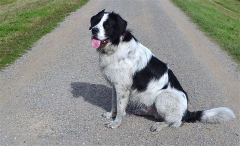 Border Collie Bernard Border Collie And Saint Bernard Mix Info