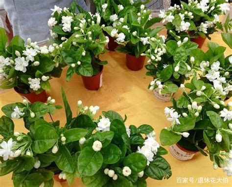 家庭盆栽茉莉花该如何管理？早春满足4个条件，五六月砰砰开花百科ta说