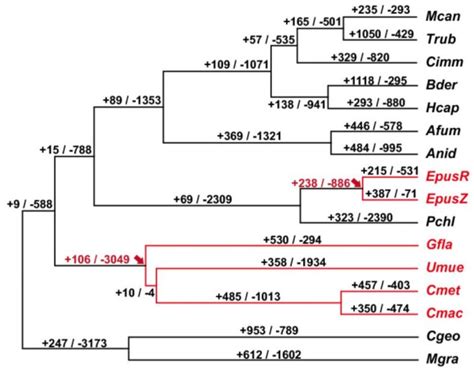 Comparative Genomic Analysis Of Fungal Lifeasible