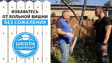 Как обрезать засохшую вишню Самое простое и понятное видео про обрезку вишни Youtube