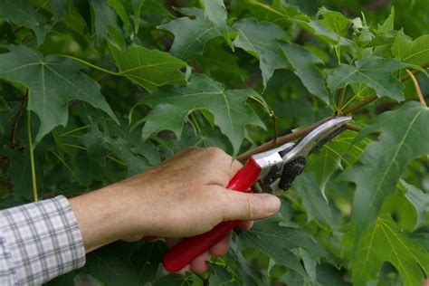 Pruning Babe Sugar Maples Tree Care At The Maple Leaves Forever Farm Part Maple Leaves