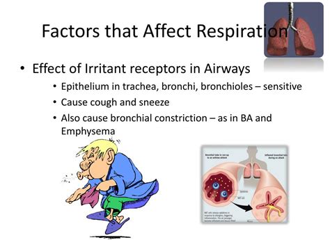 Ppt Control Of Respiration Powerpoint Presentation Free Download