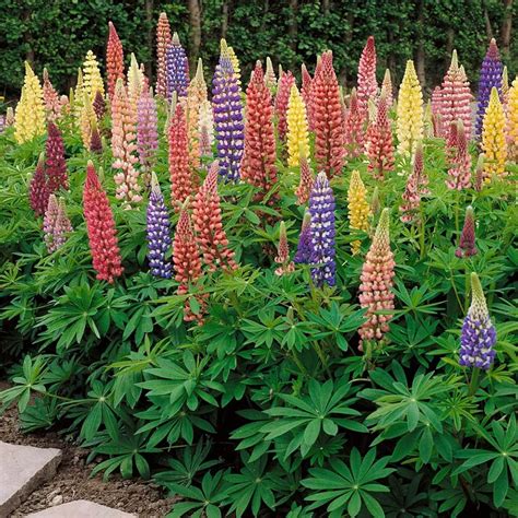 Unlocking The Mystery Of Cold Stratification For Lupine Seeds Shuncy