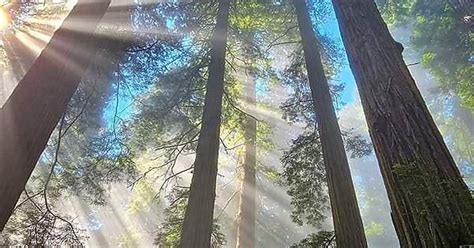 Forest Album On Imgur