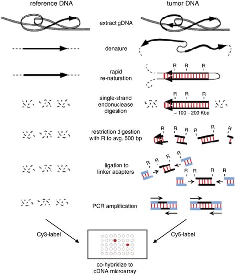 Diagram Of Genome Wide Analysis Of Palindrome Formation Strategy