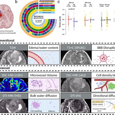Multiregional Biopsy And Mri Based Tumor Sampling From A Cohort Of Download Scientific Diagram