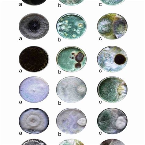 Antagonistic Activity Of Trichoderma Spp On Pathogenic Fungi Note Row Download Scientific