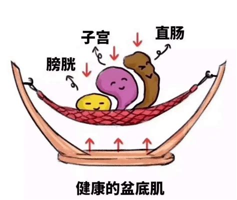 【汤医科普】盆底功能障碍是怎么一回事呢？ 康复 原因 内脏