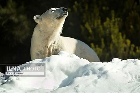 ویدئو عکس العمل خرس قطبی روی یخ های شکننده قطب