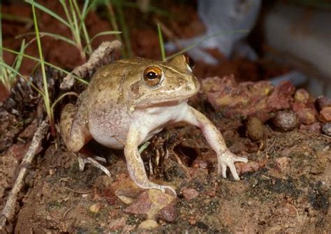 Species Profile—cyclorana Cultripes Grassland Collared Frog