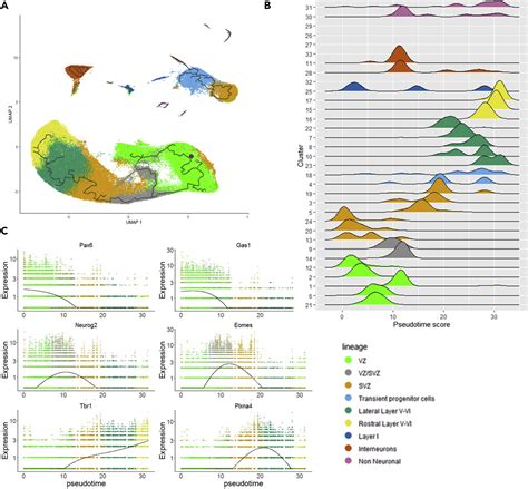 Cell Type And Fetal Sex Specific Targets Of Prenatal Alcohol Exposure