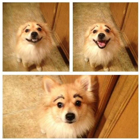 Descubre 10 Ideas De Perritos Con Cejas Y Perros Cejas Cejas De