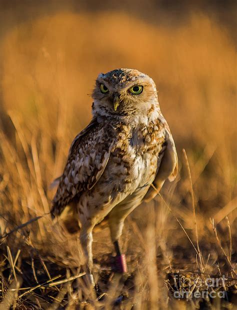 Burrowing Owl Hunting